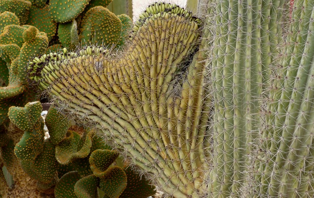 Kittling: Books: Flights of Cactus Fancy at the Desert Botanical Garden