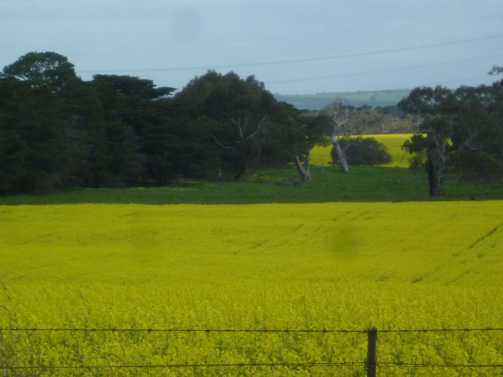 Peace Pole Peace: PEACE POLES in Teesdale, Victoria