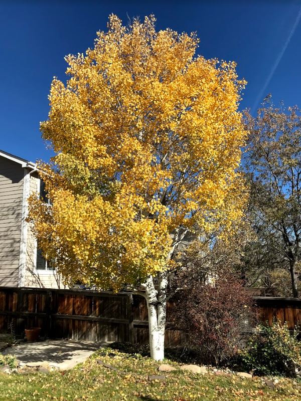 Official Tree 🌲: Official Tree Home