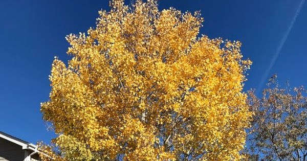 Official Tree 🌲: Official Tree Home