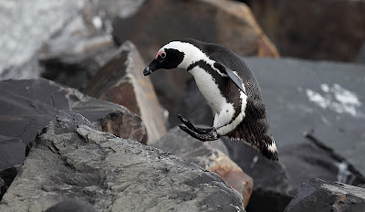 Natur & Foto: Pingviner i Afrika