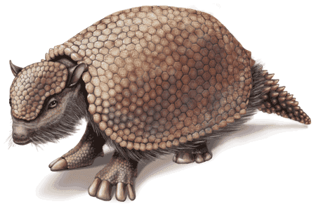 Glyptodon - some facts | Facts About All