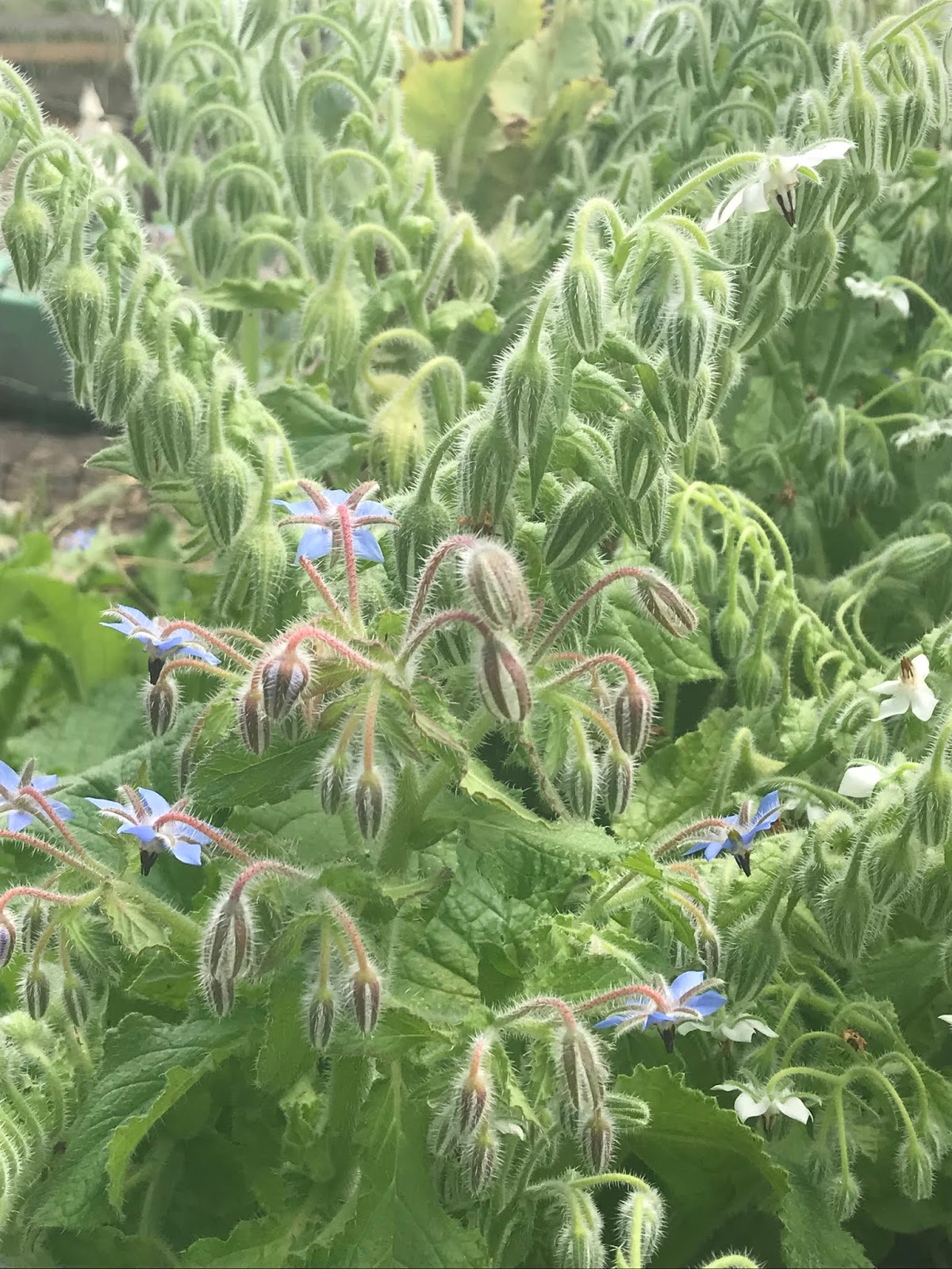 Chicken foraging system