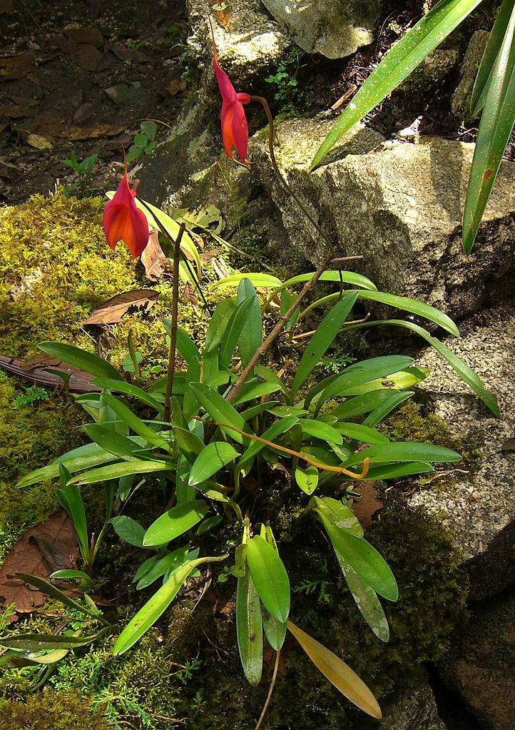 Masdevallia veitchiana care and culture | Travaldo's blog