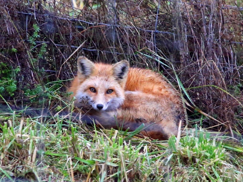 Ohio Birds and Biodiversity: Birding (and mammaling) at the Wilds