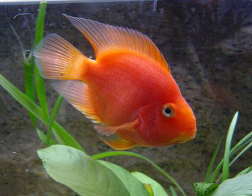 Pez Perico ZOOAQUARIUS