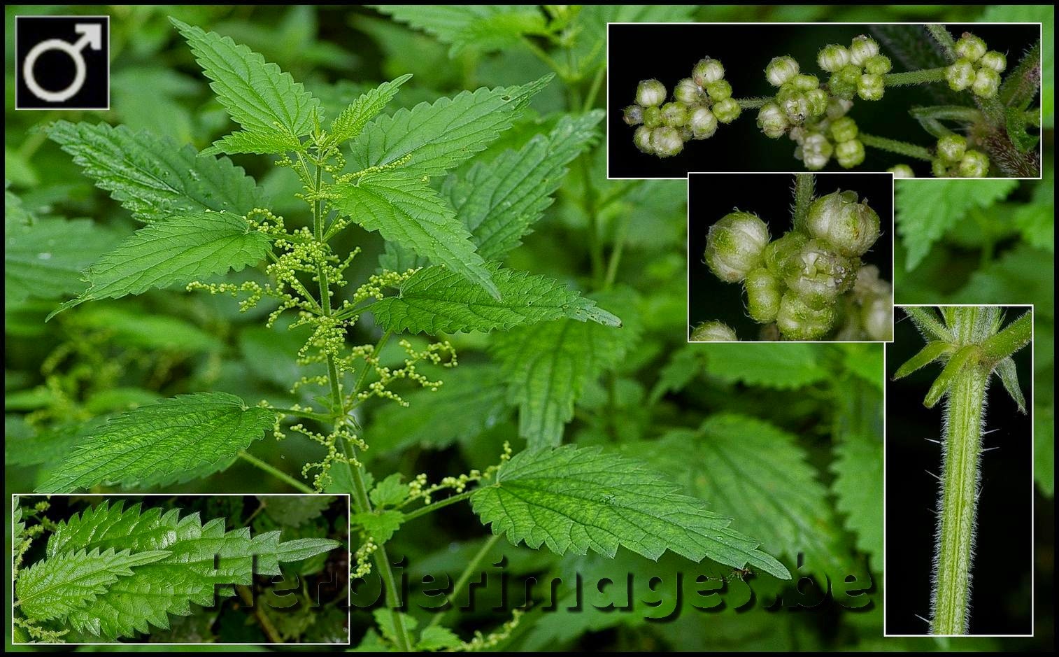 Seminte si plante de gradina hobby: Urzica-Urtica dioica