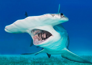 Klasifikasi Dan Jenis Ikan Hiu Martil | IKAN DAN LAUT