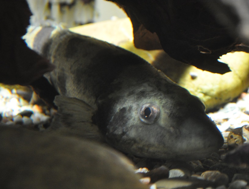 ZOOTOGRAFIANDO (5.836 ANIMALS): ZINGEL / ZINGEL (Zingel zingel)