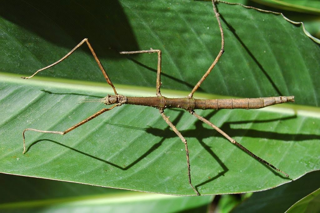 Descubriendo la Naturaleza con Mei