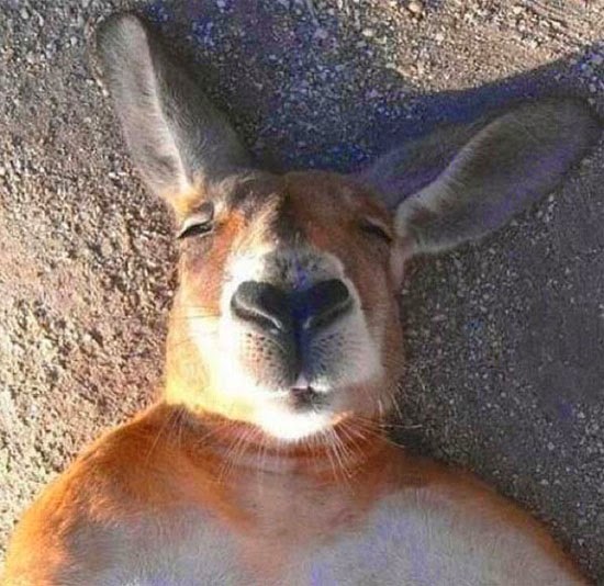 As 17 selfies mais engraçadas do mundo animal