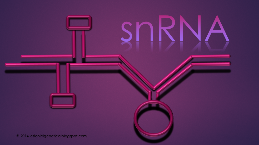 LEZIONI DI GENETICA: snRNA: PICCOLI RNA NUCLEARI IMPORTANTI NELLO SPLICING