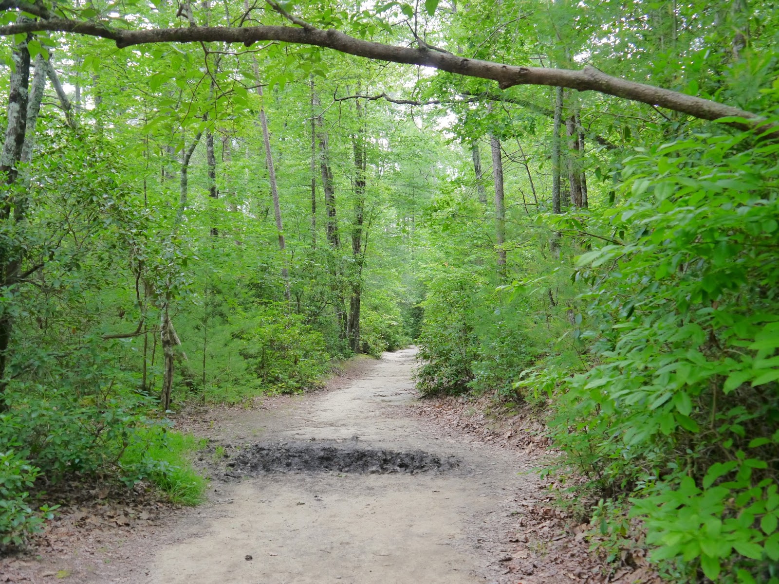American Travel Journal: Benton Falls - Cherokee National Forest