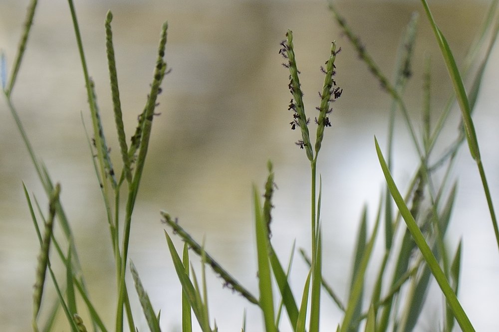 botanical walk: Water Finger-grass