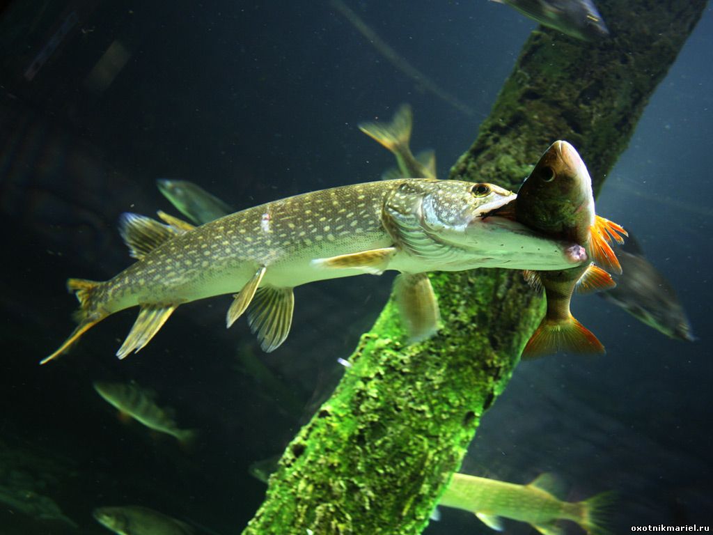 Info animales: LUCIOS Y PARIENTES