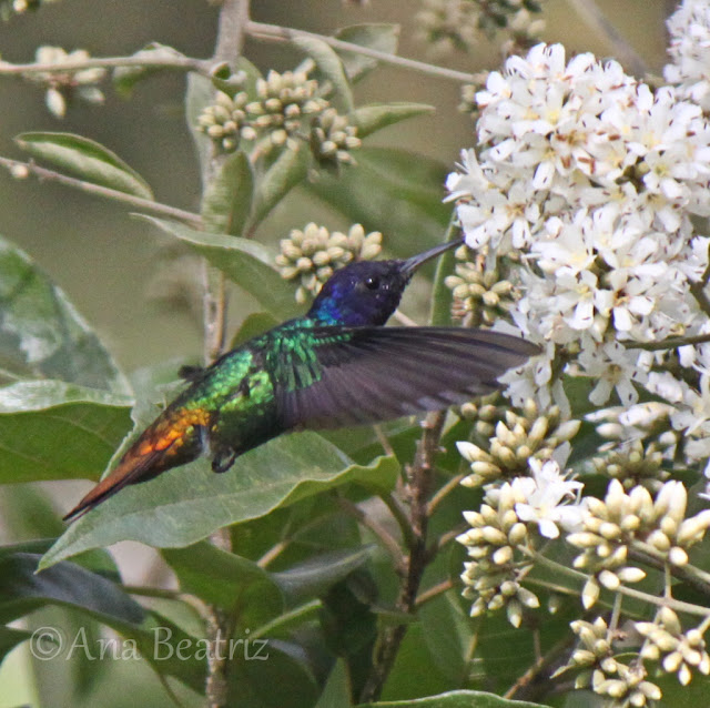 Aventura fotográfica: Colibri Cola de Oro (Golden-tailed Sapphire)
