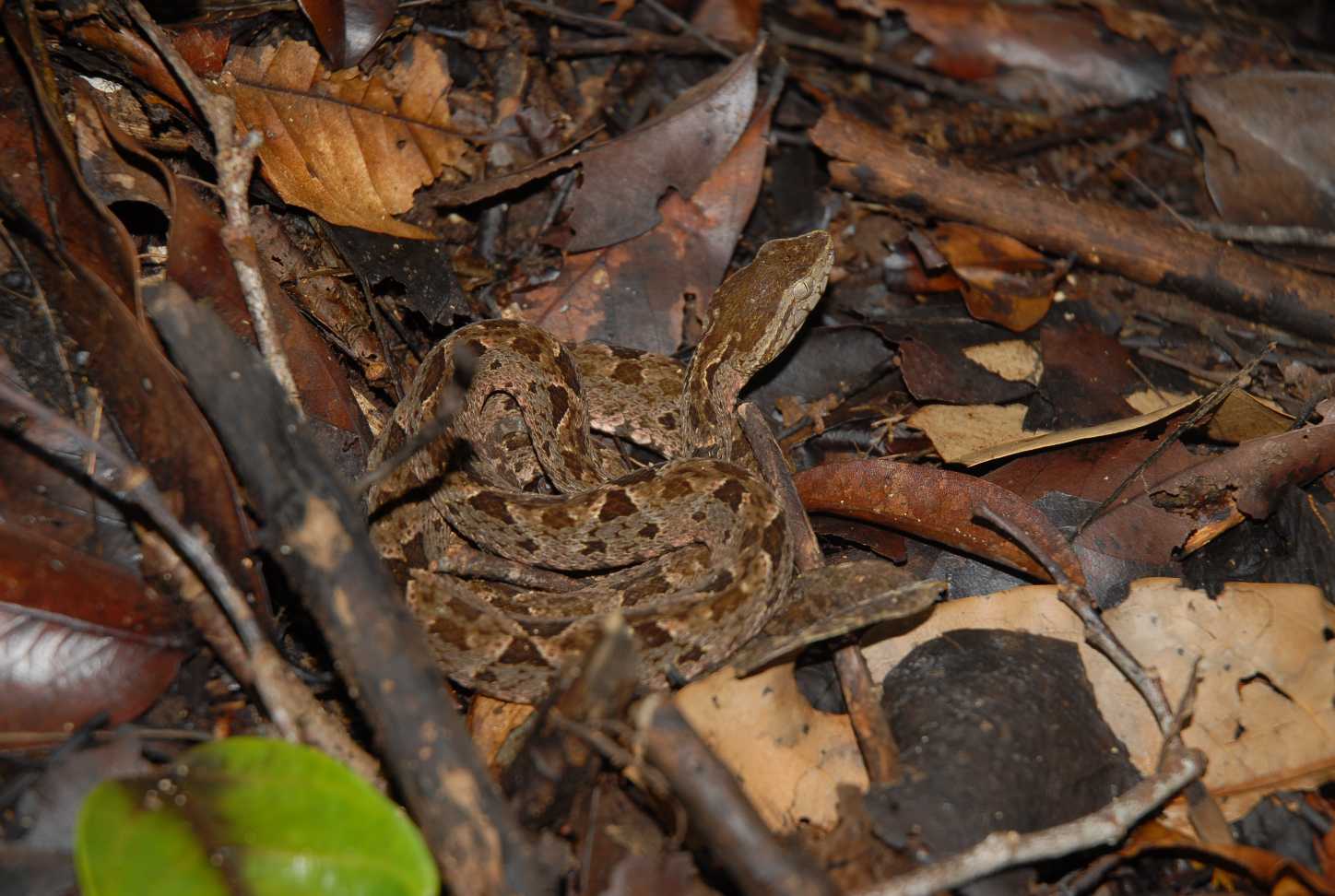 ECOSISTEMAS DE COSTA RICA: PARQUE NACIONAL BRAULIO CARRILLO