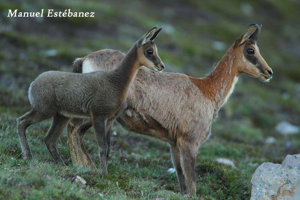 Miradas Cantábricas: Rebeco cantábrico (Rupicapra pyrenaica parva)