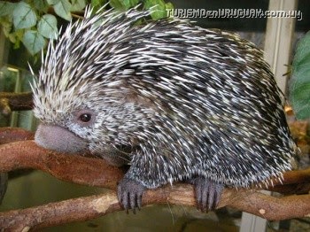 Los animales y su entorno: EL COENDÚ