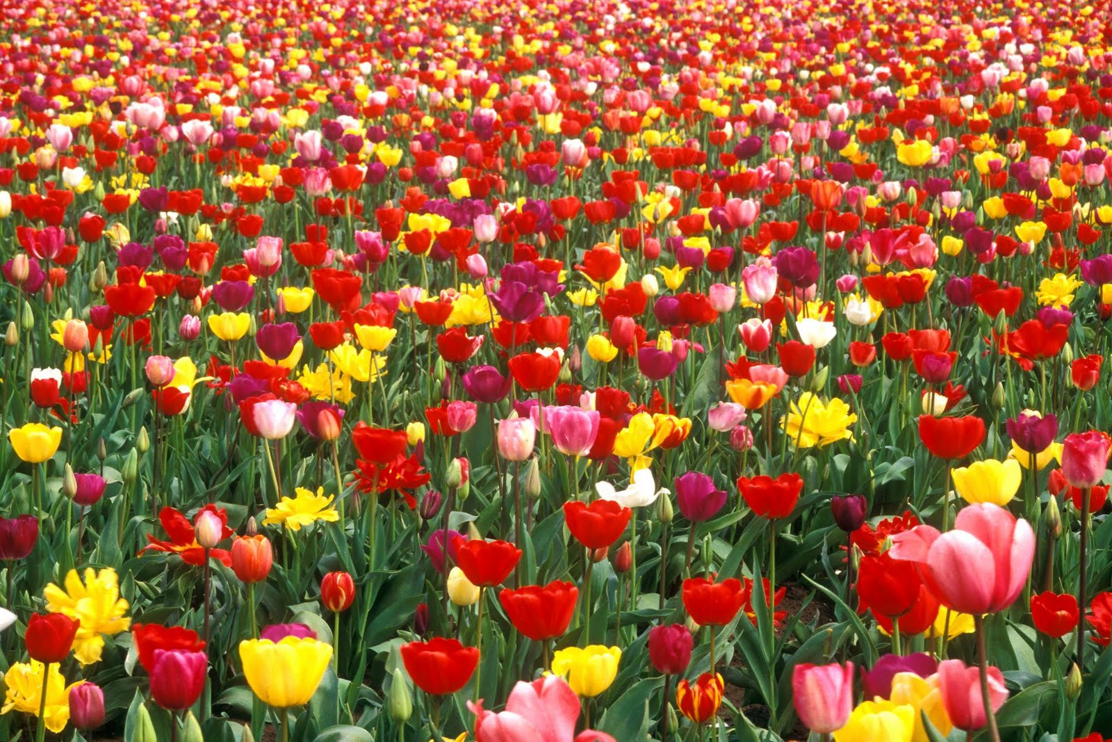 pasion4you: lalele lalele