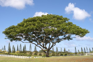 Risalah Husna: Trembesi, Ki Hujan Penangkal Polusi