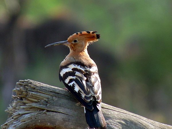 Emidio Civitillo - Cusano Mutri (BN): L’UPUPA, L’UCCELLO CHE IN VOLO ...