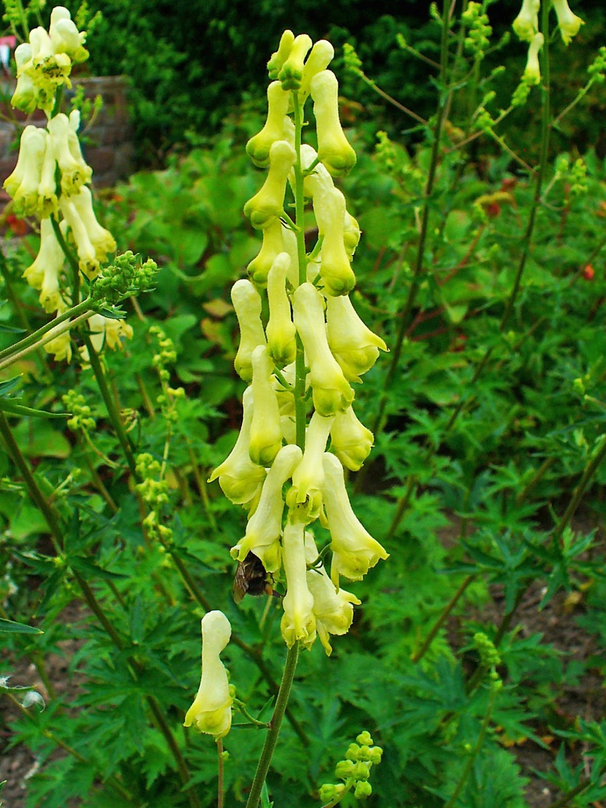 Aconitum Lycoctonum - HOMOEOPATHIC ALL MEDICINE