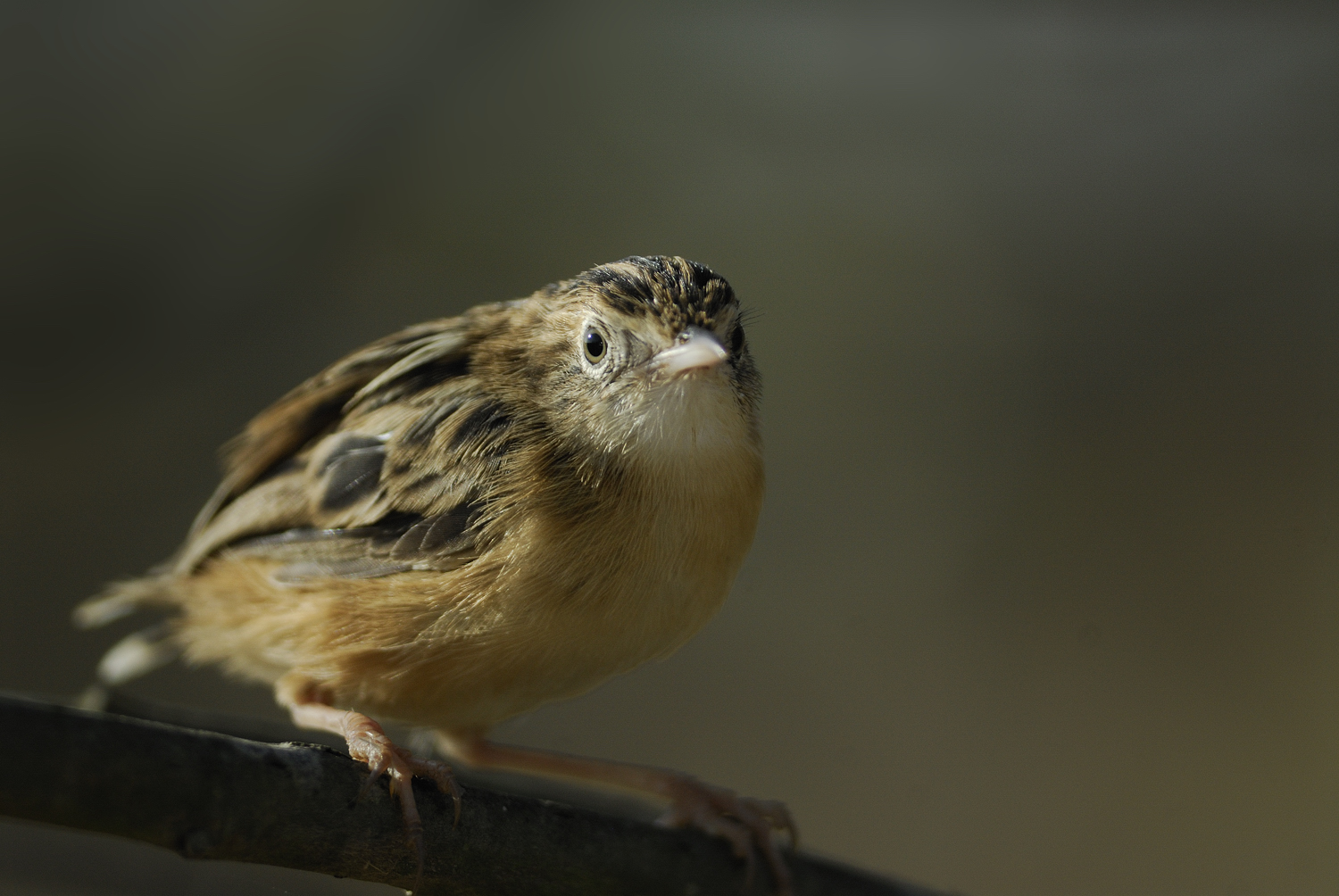 CLUBE DE CIÊNCIAS DA NATUREZA: Fuinha-dos-juncos