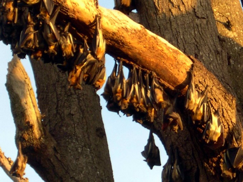 An Englishman in Angola: More Malongo Wildlife........