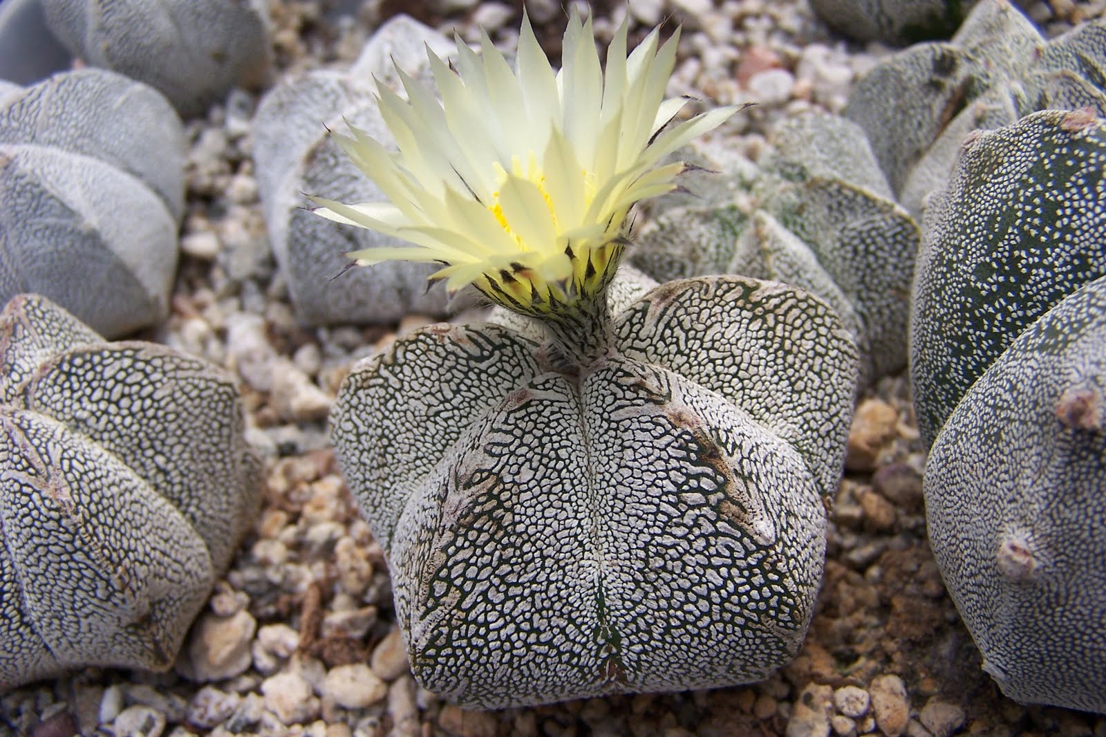 Oregon Cactus Blog: Astrophytum myriostigma 'Onzuka'