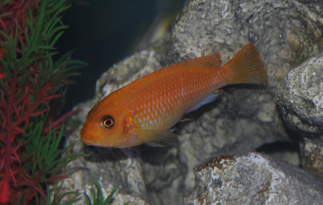 Deb's CICHLIDS: ASSORTED AFRICAN CICHLIDS