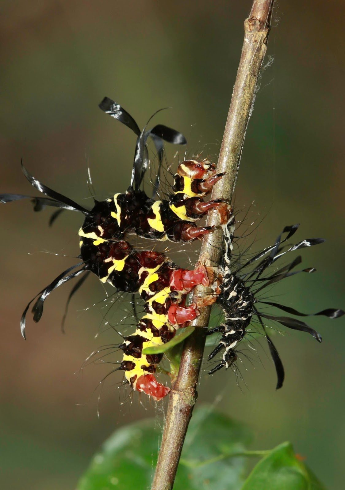 Butterflies of Vietnam: June 2017