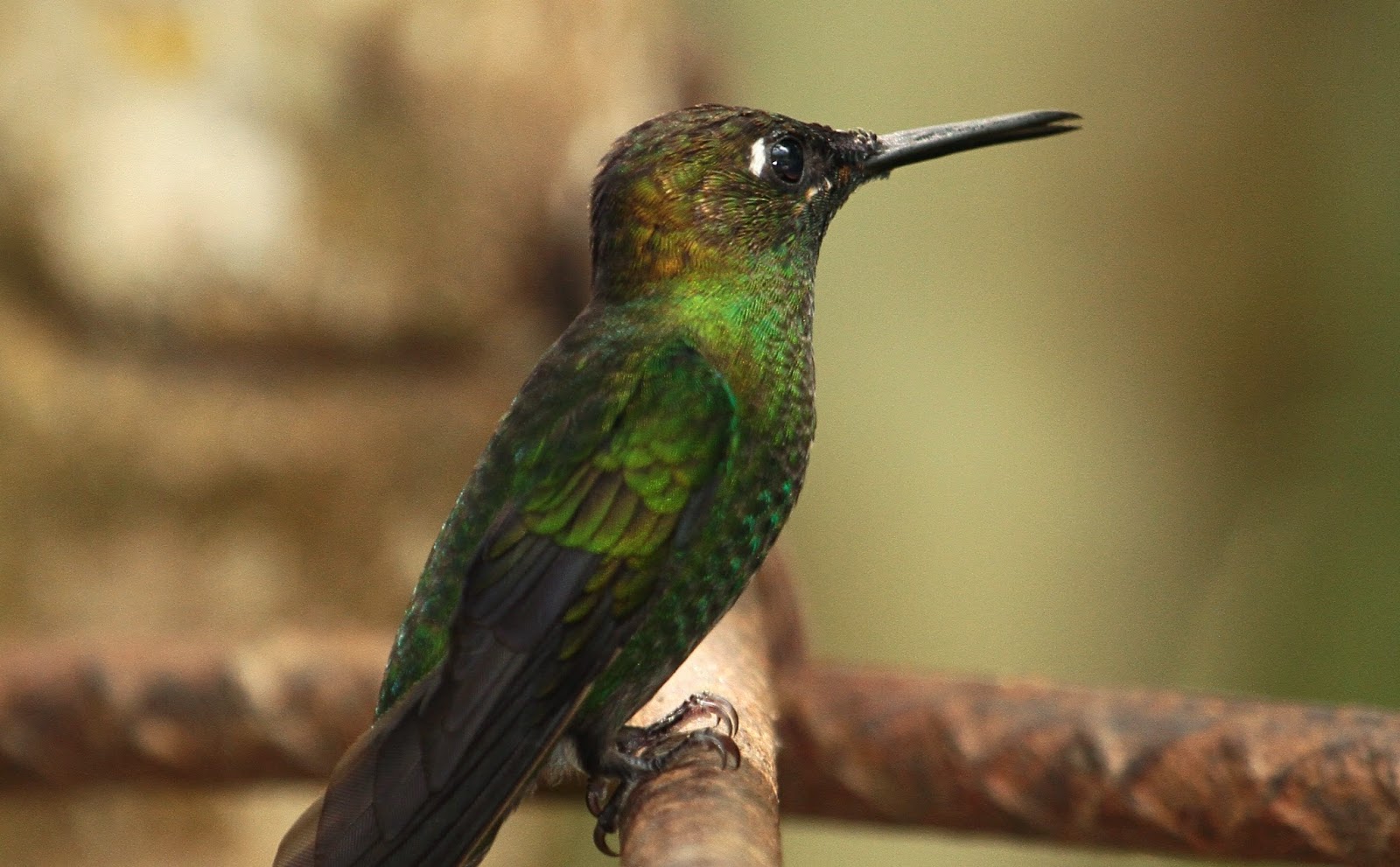 Nuestro bello mundo...: Hummingbirds, Colibri second part, Fotos ...