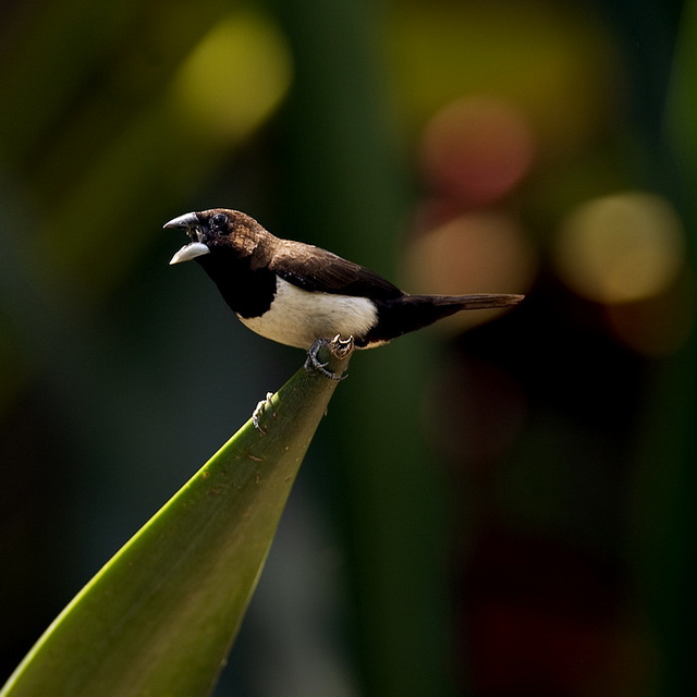 Bedhiler: Emprit.... Bondol Jawa