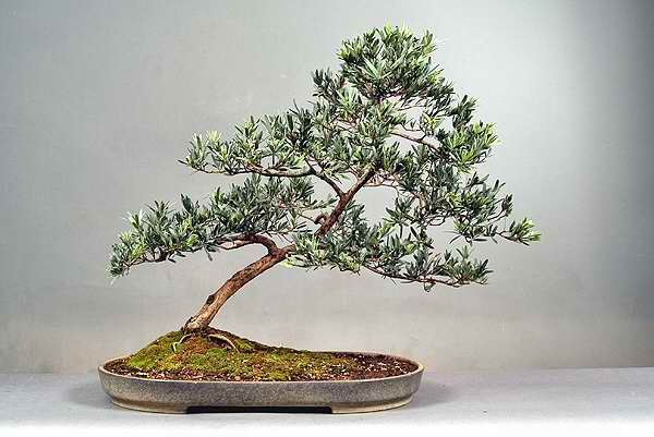 Te Yang Bonsai: SHAKAN – Estilo inclinado