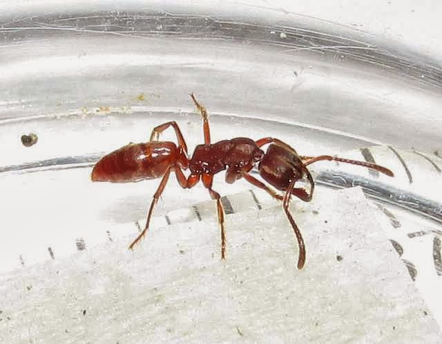 Photos and Info on Ants and Termites of Malaysia: Buniapone amblyops