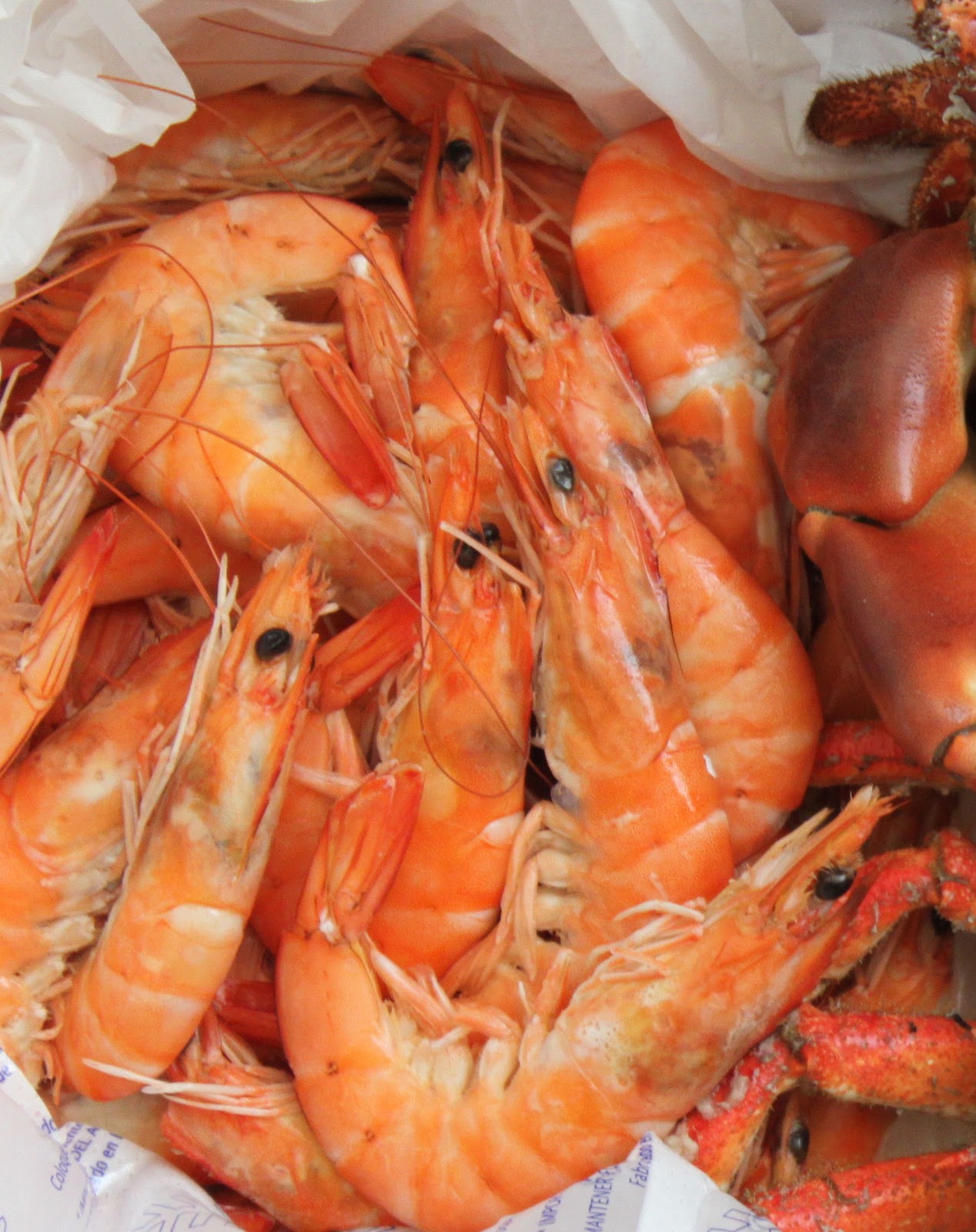 KESITO: BICHOS DEL MAR