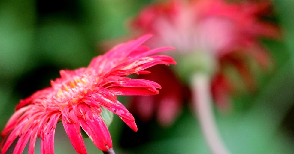 Cherishing India.....: Flowers of Odisha: part III......