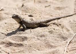 Monday Monday Music™: alligator lizards in the air...in the air...