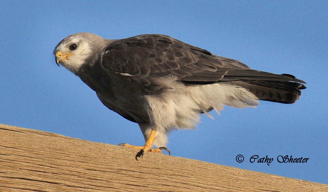 Raptor Identification and Photography: Silver Swainson's Hawk?????