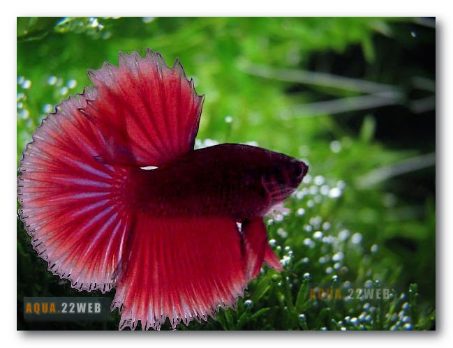 aquarium: Betta splendens : Les Poissons Combattant