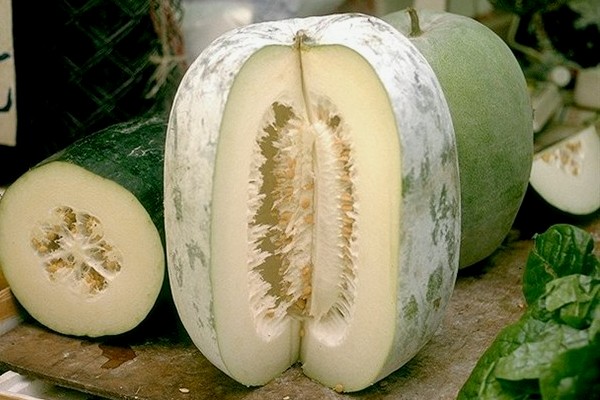 17 Manfaat Buah Bligo Atau Kundur Bagi Kesehatan Dan Kecantikan