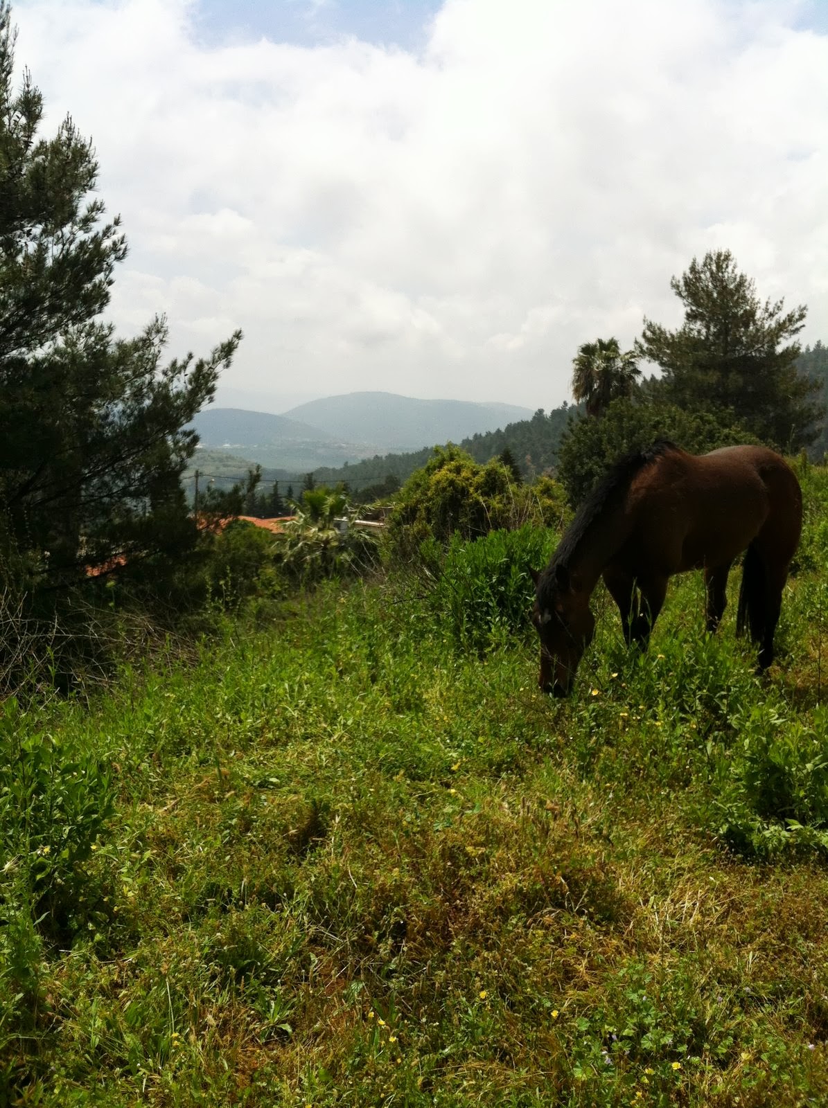 Israel Farms for sale: Beutifull farm in the galil