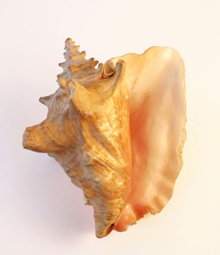 Queen - Conch Shell - Alfa Enterprises (PVT) Ltd. Welcome to Sri Lanka