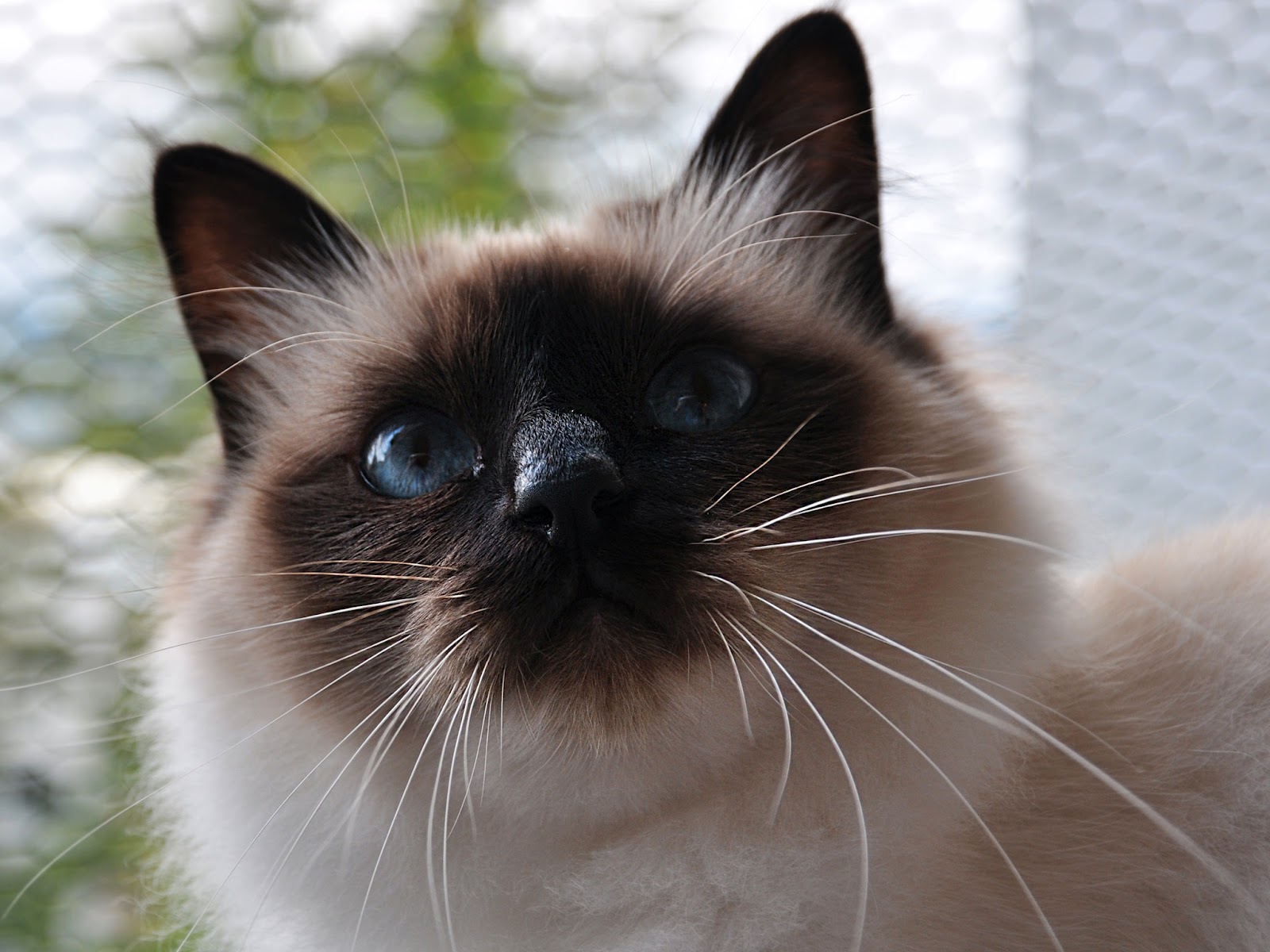 Birman Cat Wallpapers | Animals Library