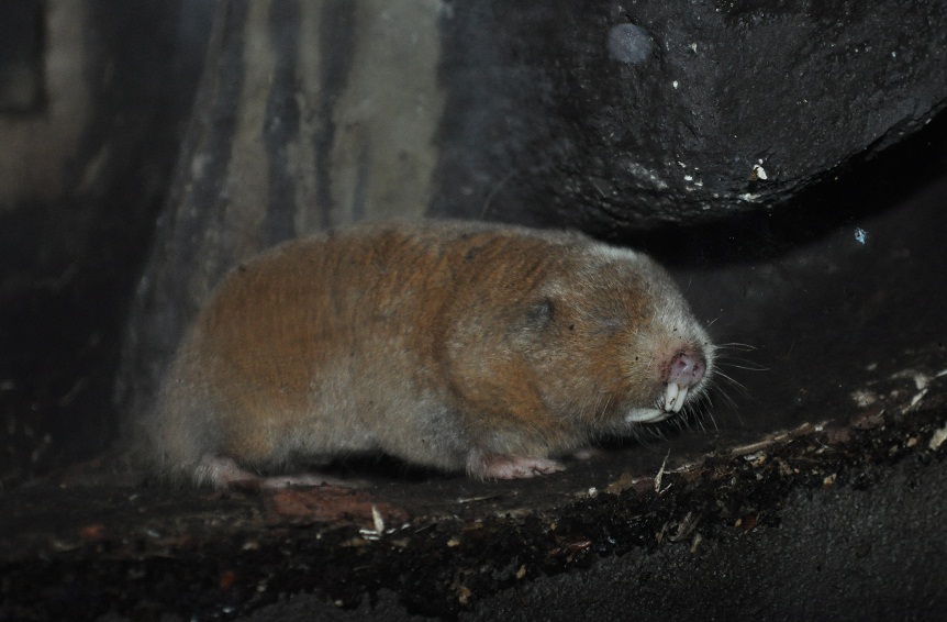 ZOOTOGRAFIANDO (6.100 ANIMALS): RATA TOPO DE ZAMBIA / ANSELL´S MOLE-RAT ...