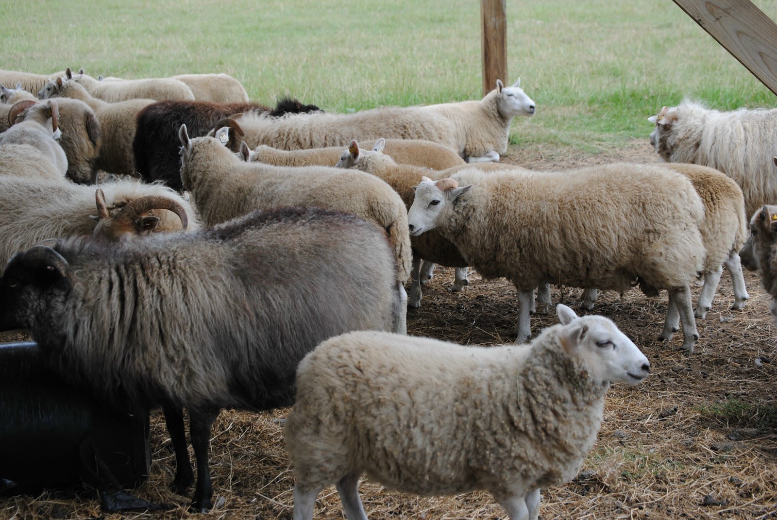 OLDESOUTH FARM: September Bliss...!!!