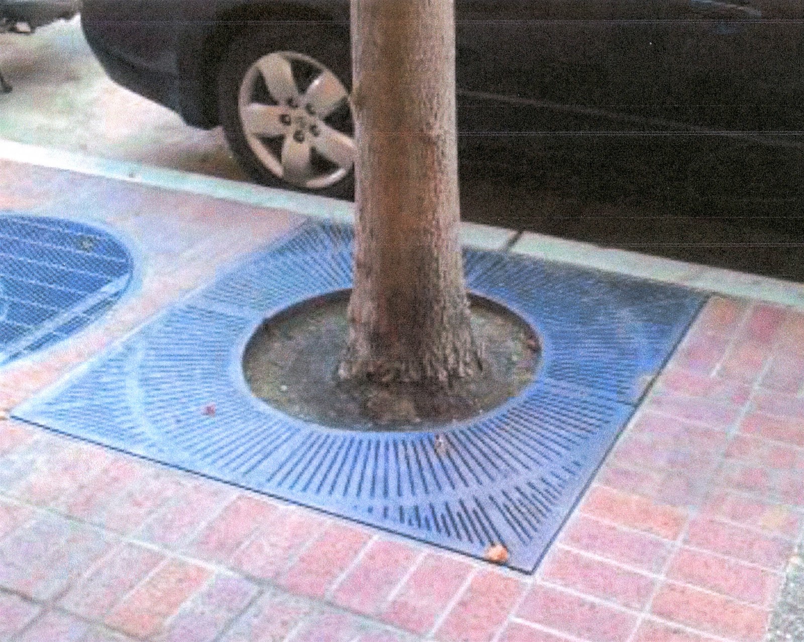 Tree commission concerned about grate proposal – Columbia Spy