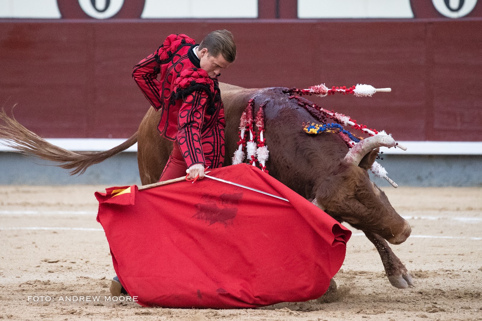 Toro, Torero y Afición: Javier Cortés , Torero ( Fotos Andrew Moore)
