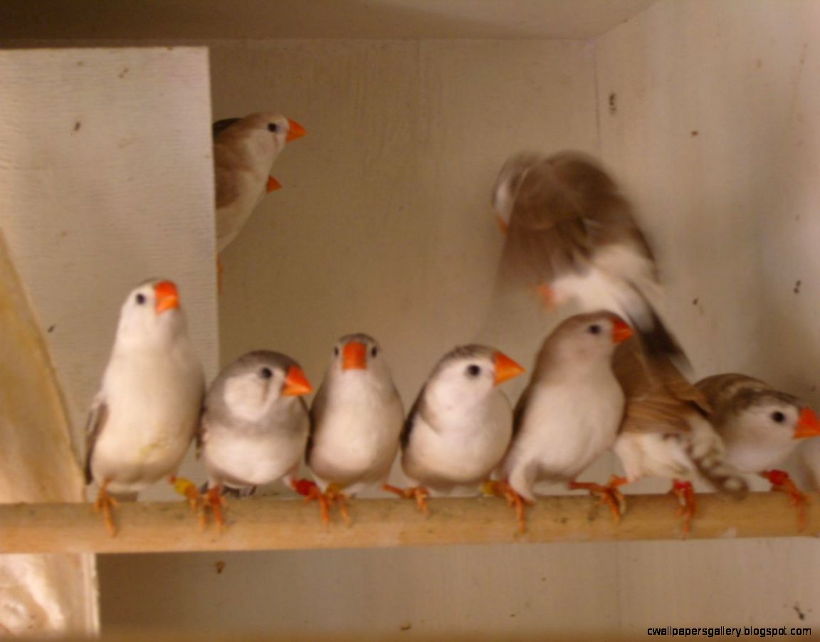 Pet Zebra Finches | Wallpapers Gallery